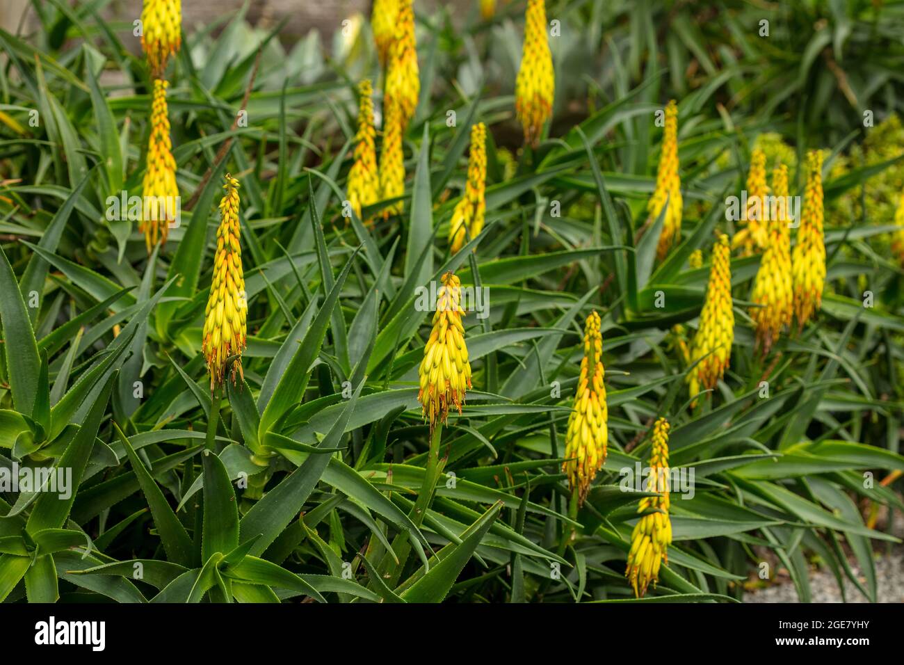 Evergreen Aloe striatula, striped-stemmed aloe flowering in profusion ...