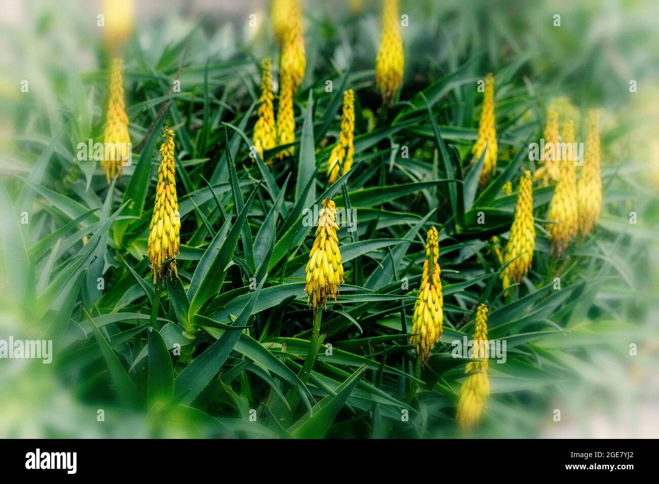 Evergreen Aloe striatula, striped-stemmed aloe flowering in profusion ...