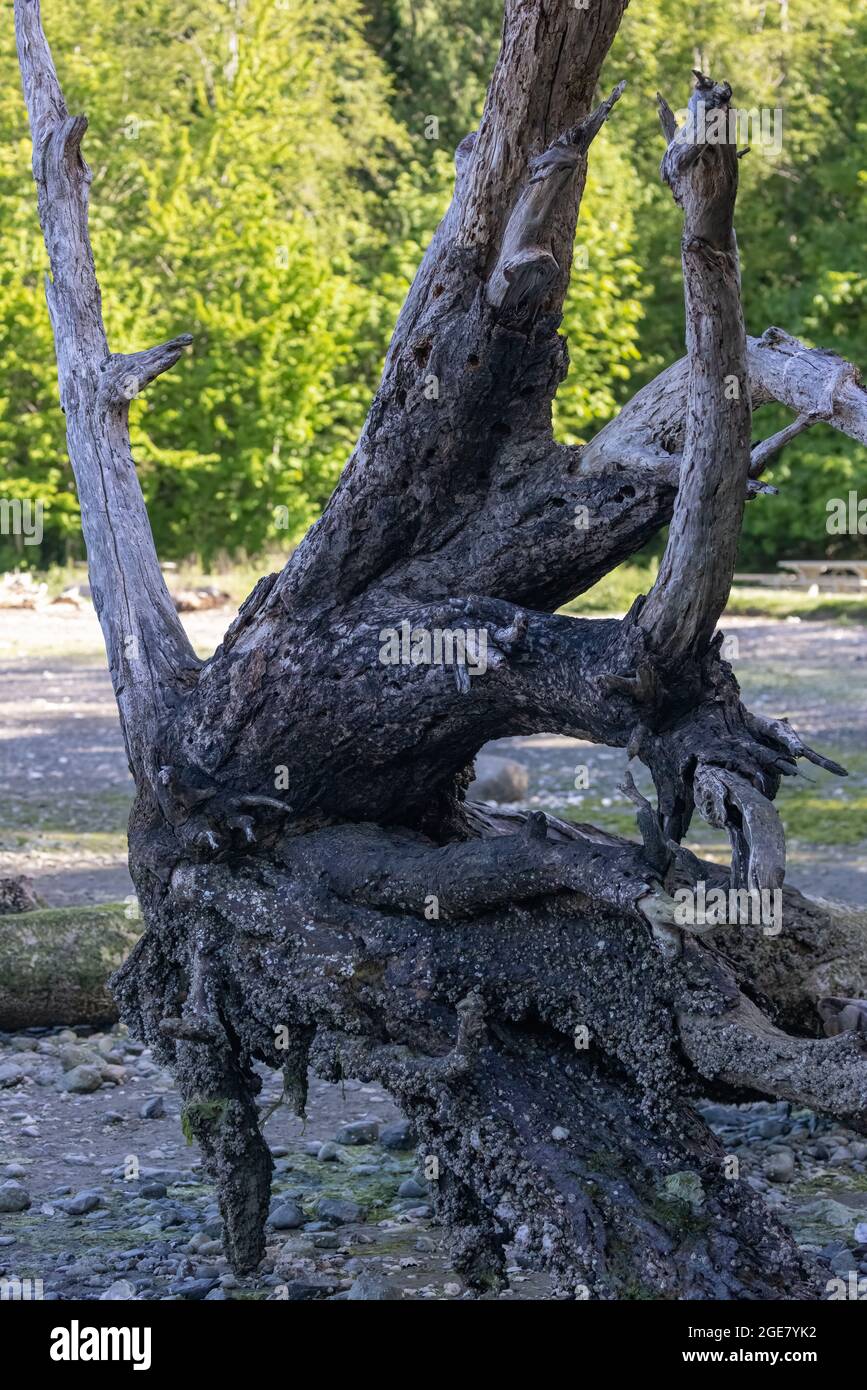 Salt washed tree hi-res stock photography and images - Alamy