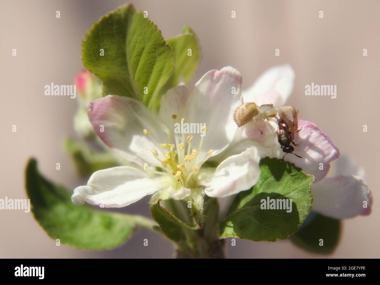 Apple Tree with Blossoms and Spider Eating Prey Stock Photo - Alamy