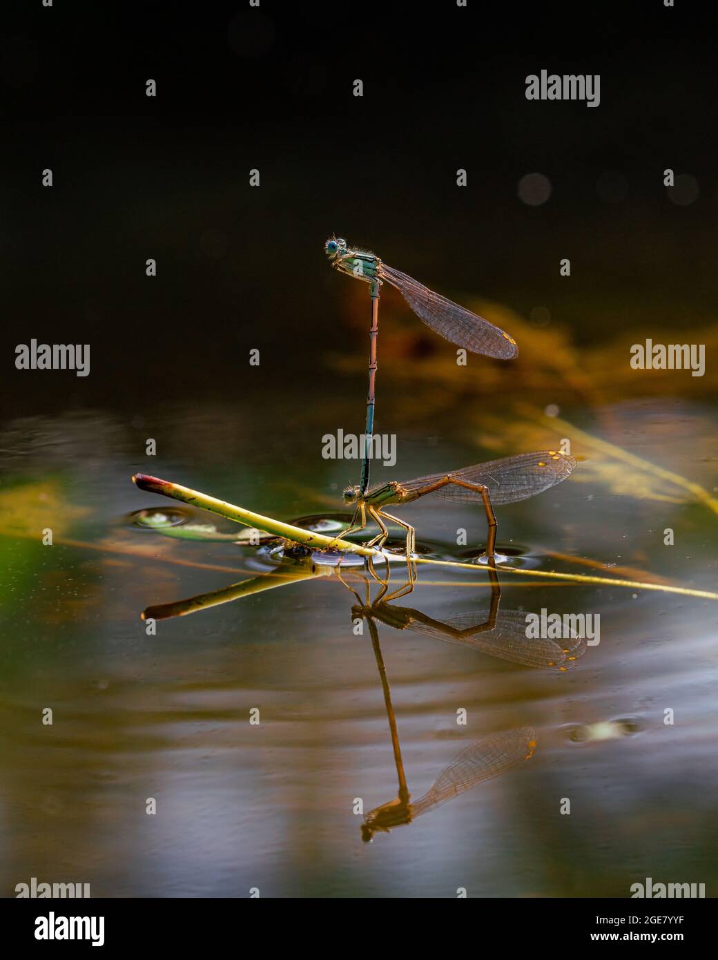 Insect catching plant hi-res stock photography and images - Alamy