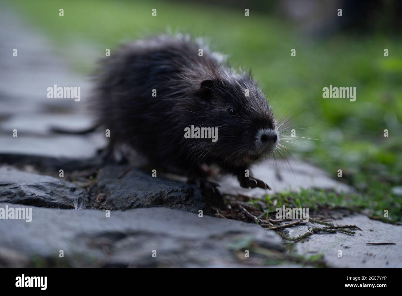 Muskrat walking hi-res stock photography and images - Alamy