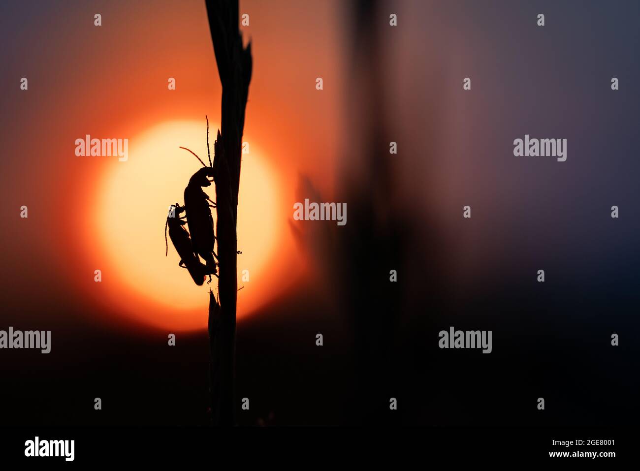 Mating process of two beetles on a plant over a wonderful sunset Stock ...
