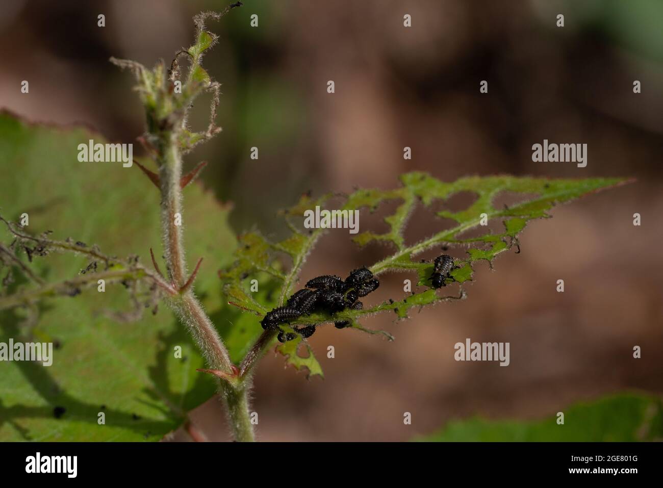 Closeup of blackfly aphids eating green leaves of a plant Stock Photo ...
