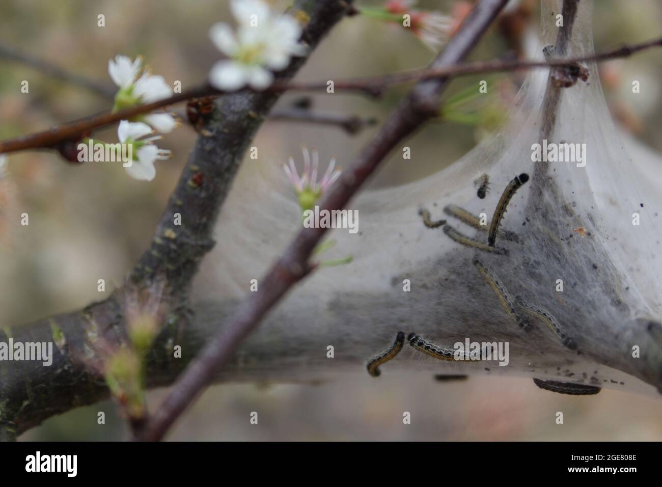 Plum Tree With Infestation of Caterpillars Stock Photo - Alamy