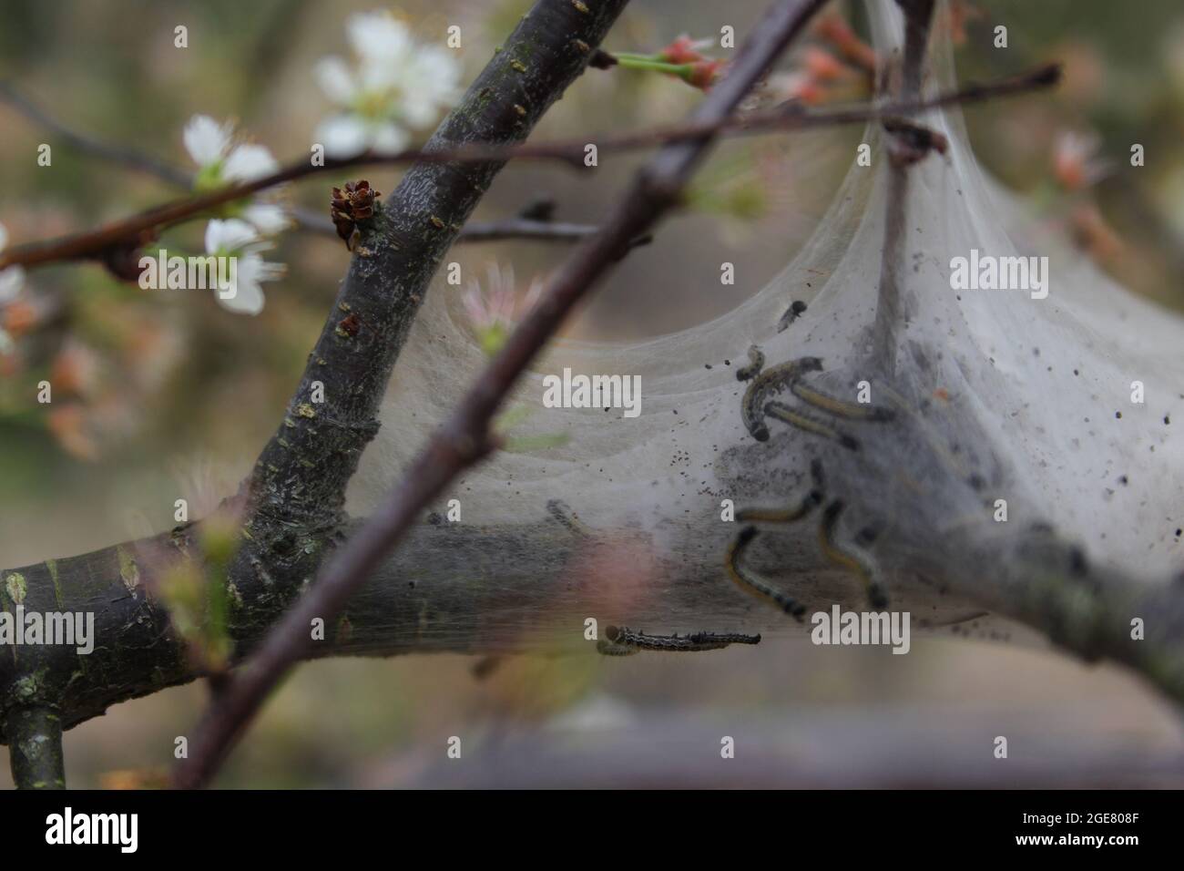Plum Tree With Infestation of Caterpillars Stock Photo - Alamy