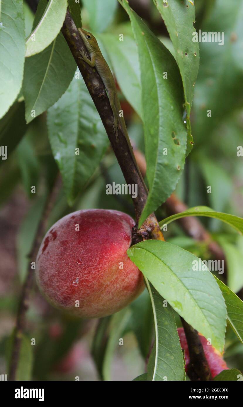 Green Anole Lizard in Peach Tree on Organic Farm Stock Photo - Alamy
