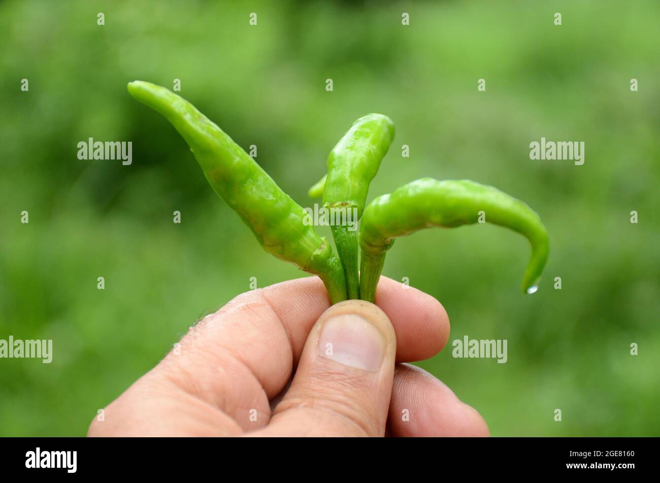 Closeup of a gardener holding the ripe small green chili pepper against ...