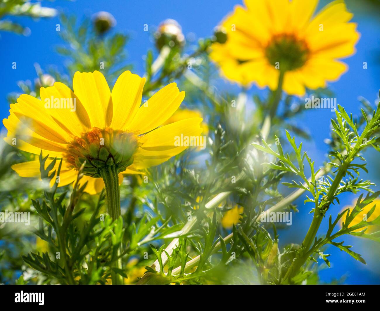 Selective focus, blur background. Field of yellow spring daisy flowers ...