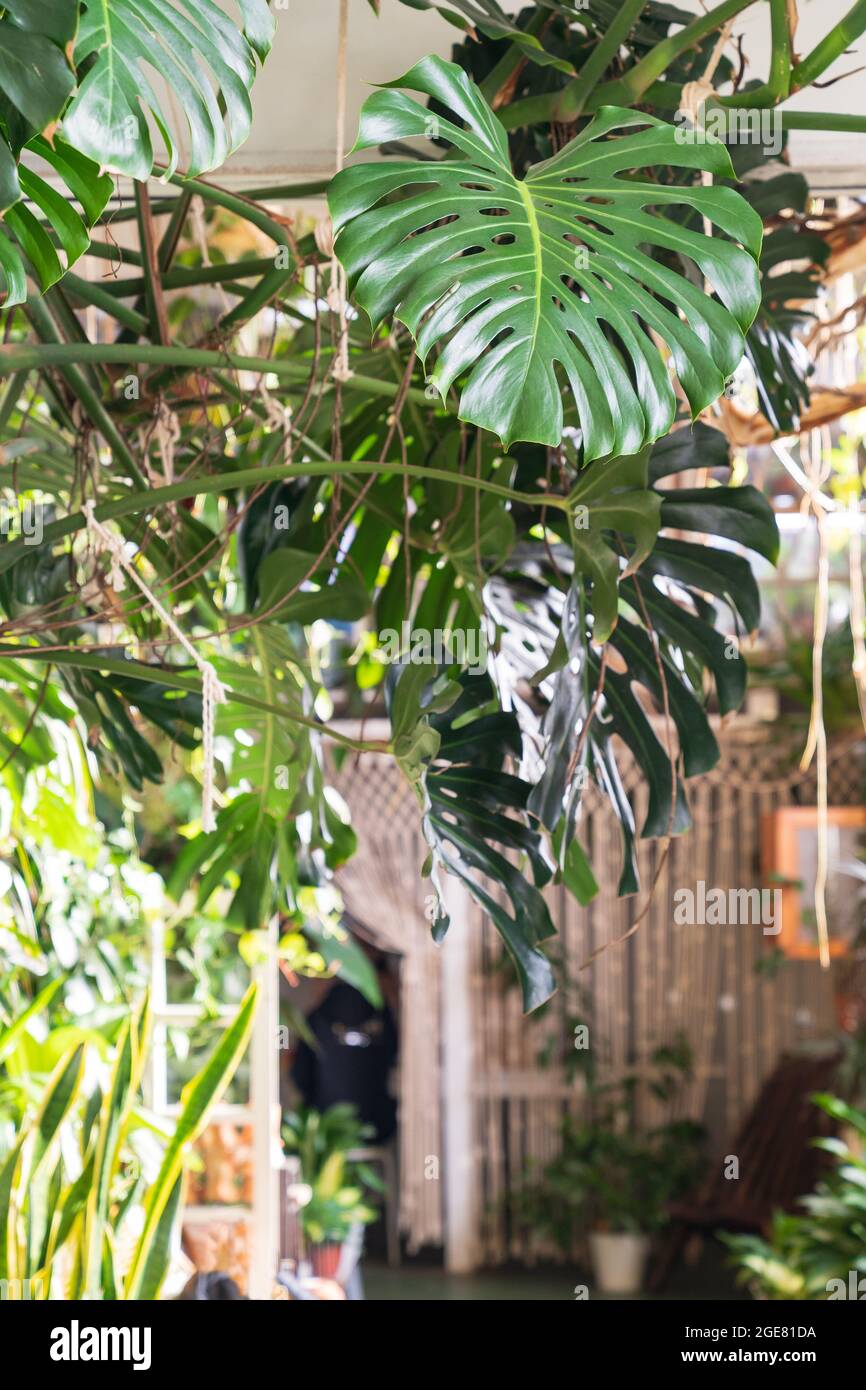 Monstera, tropical evergreen plant, growing in greenhouse, houseplant ...