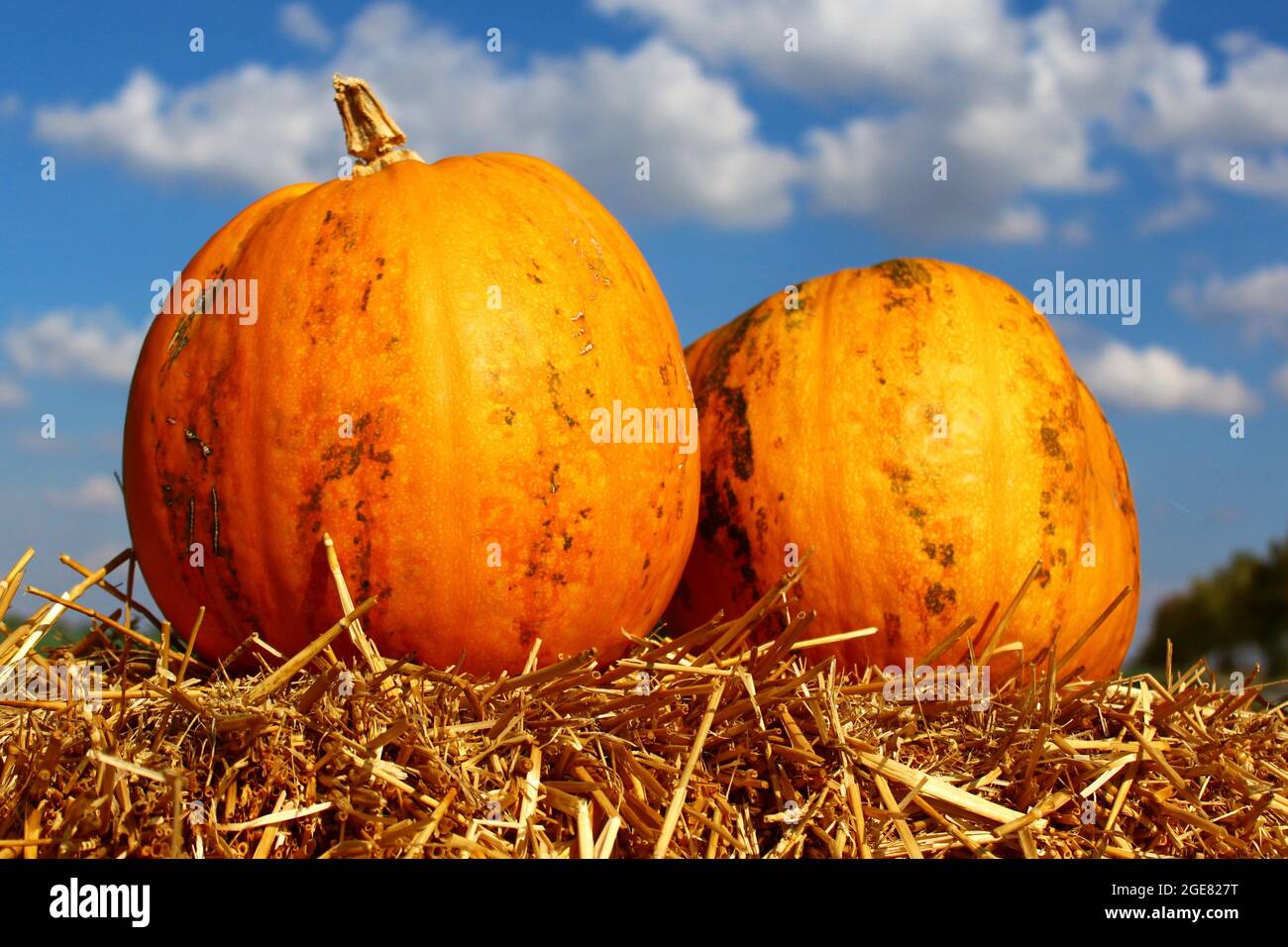 oil squash on straw Stock Photo - Alamy