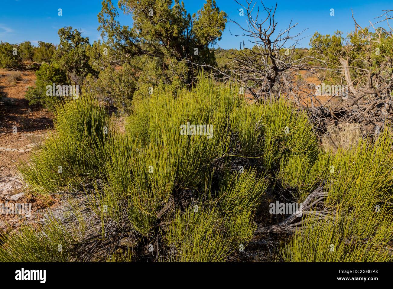 Green Mormon Tea, Ephedra viridis, along trail to Cutthroat Castle in ...
