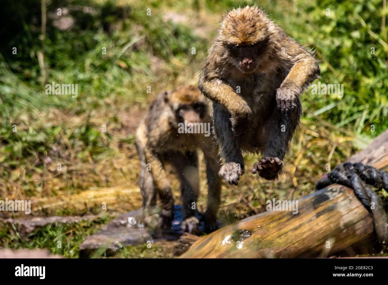 Closeup shot small monkeys hi-res stock photography and images - Alamy