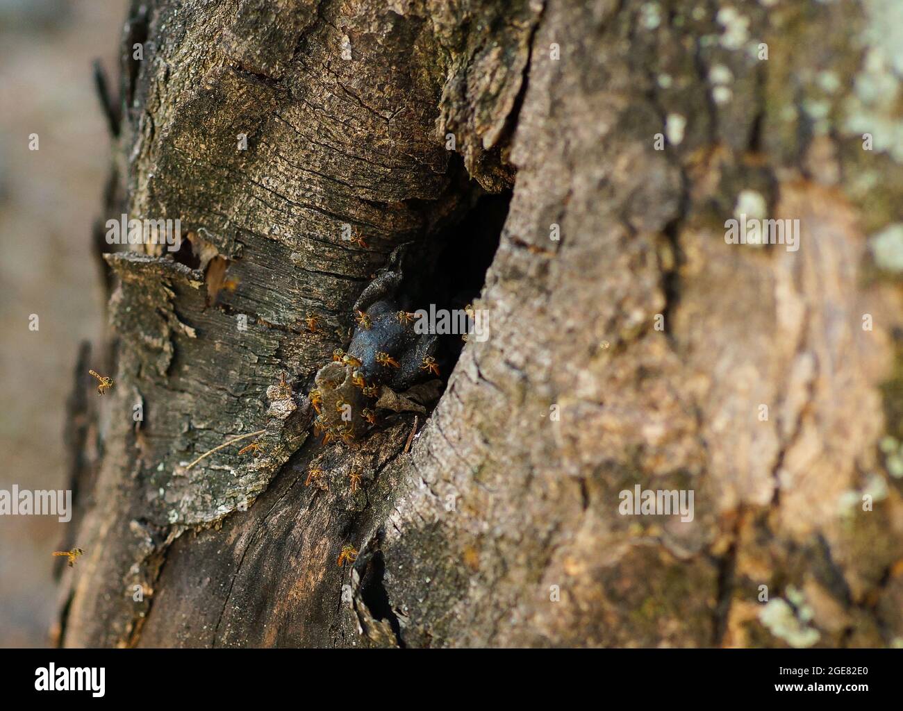 Closeup of a tree trunk with small orange insects walking all over it ...