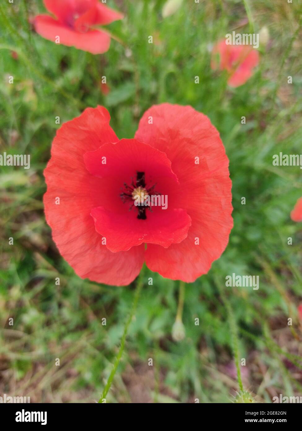 Vertical shot of a beautiful vibrant red Common Poppy flower on a ...