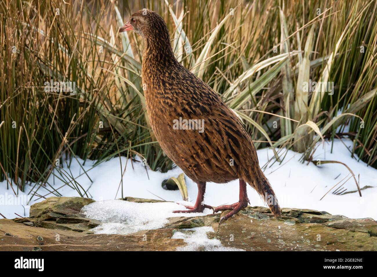 Weka, flightless bird, in snow on Paparoa Track, (one of NZ's great ...
