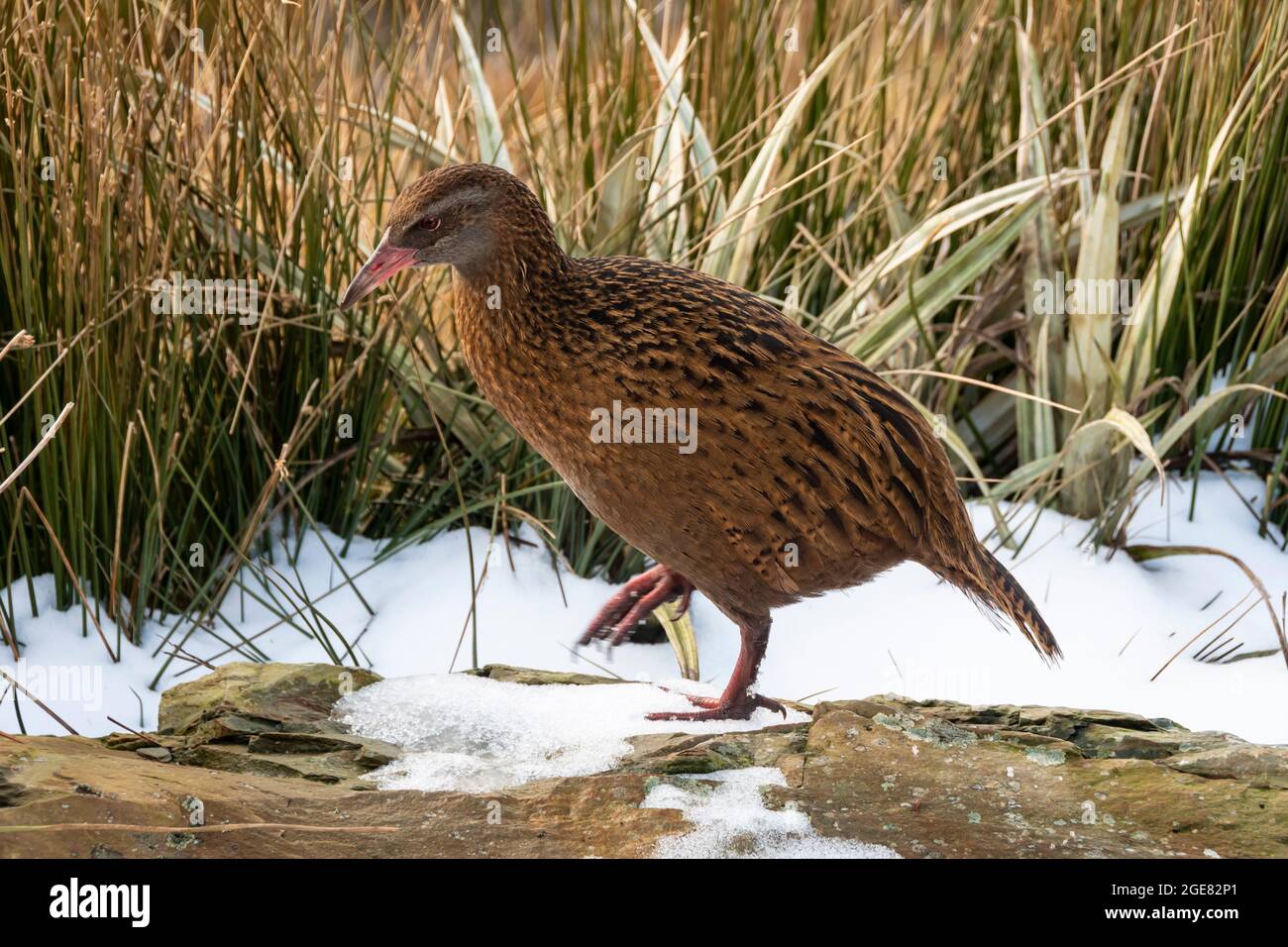 Weka, flightless bird, in snow on Paparoa Track, (one of NZ's great ...