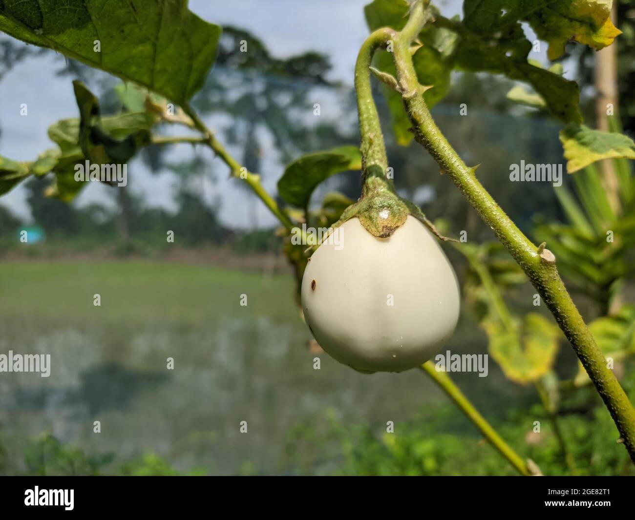 Closeup view of a big bud growing on the stem of the plant in the ...