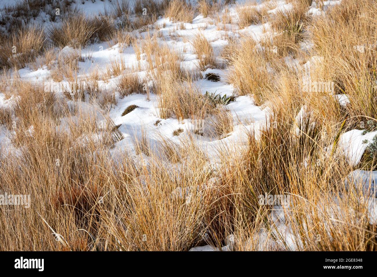 Tussock grass in snow, Paparoa Track, (one of NZ's great walks) Paparoa ...