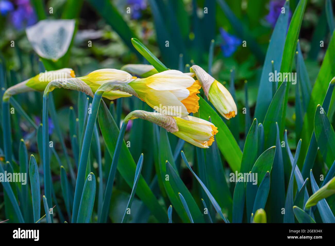 Close-up of daffodil buds. Natural background. Spring concept Stock ...
