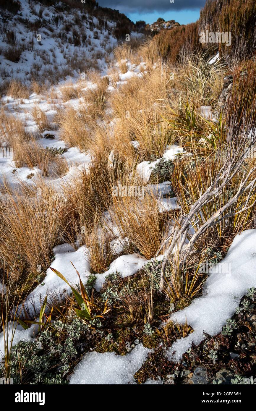 Tussock grass in snow, Paparoa Track, (one of NZ's great walks) Paparoa ...