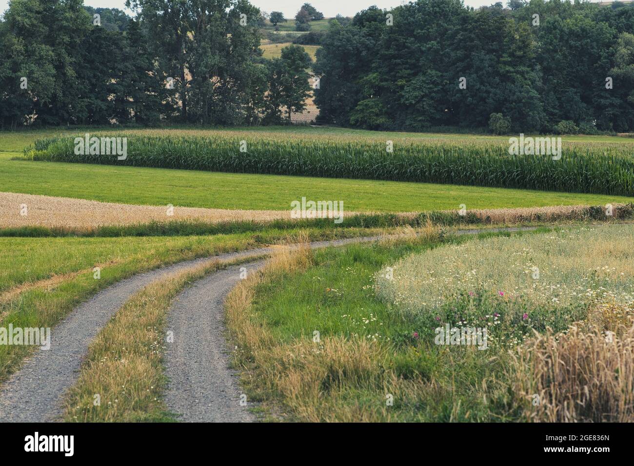Rural road leading to a crop field with trees alongside Stock Photo - Alamy