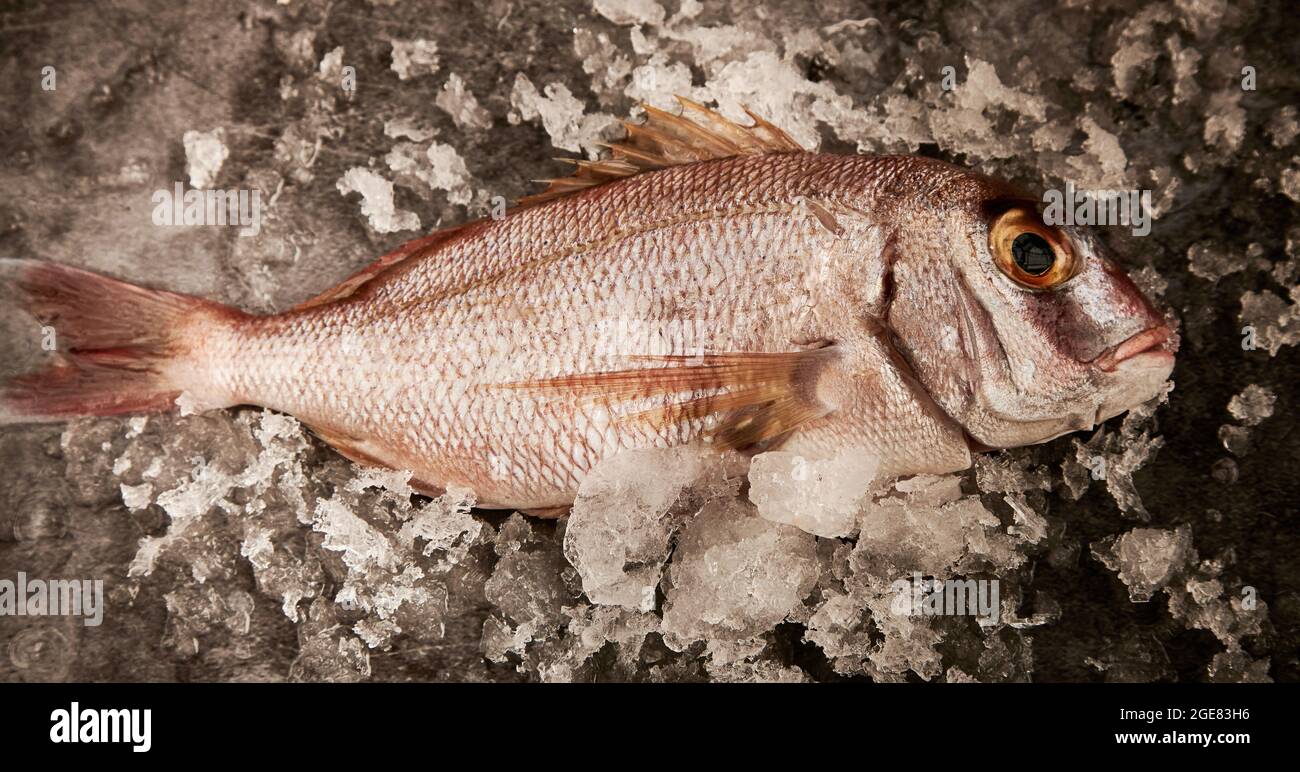 Top view of a red porgy fish on an icy surface Stock Photo - Alamy