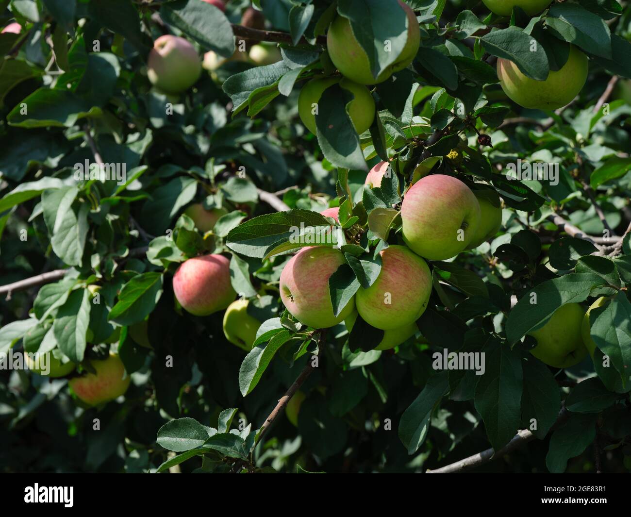 Organic apples growing on an apple tree. Close up Stock Photo - Alamy
