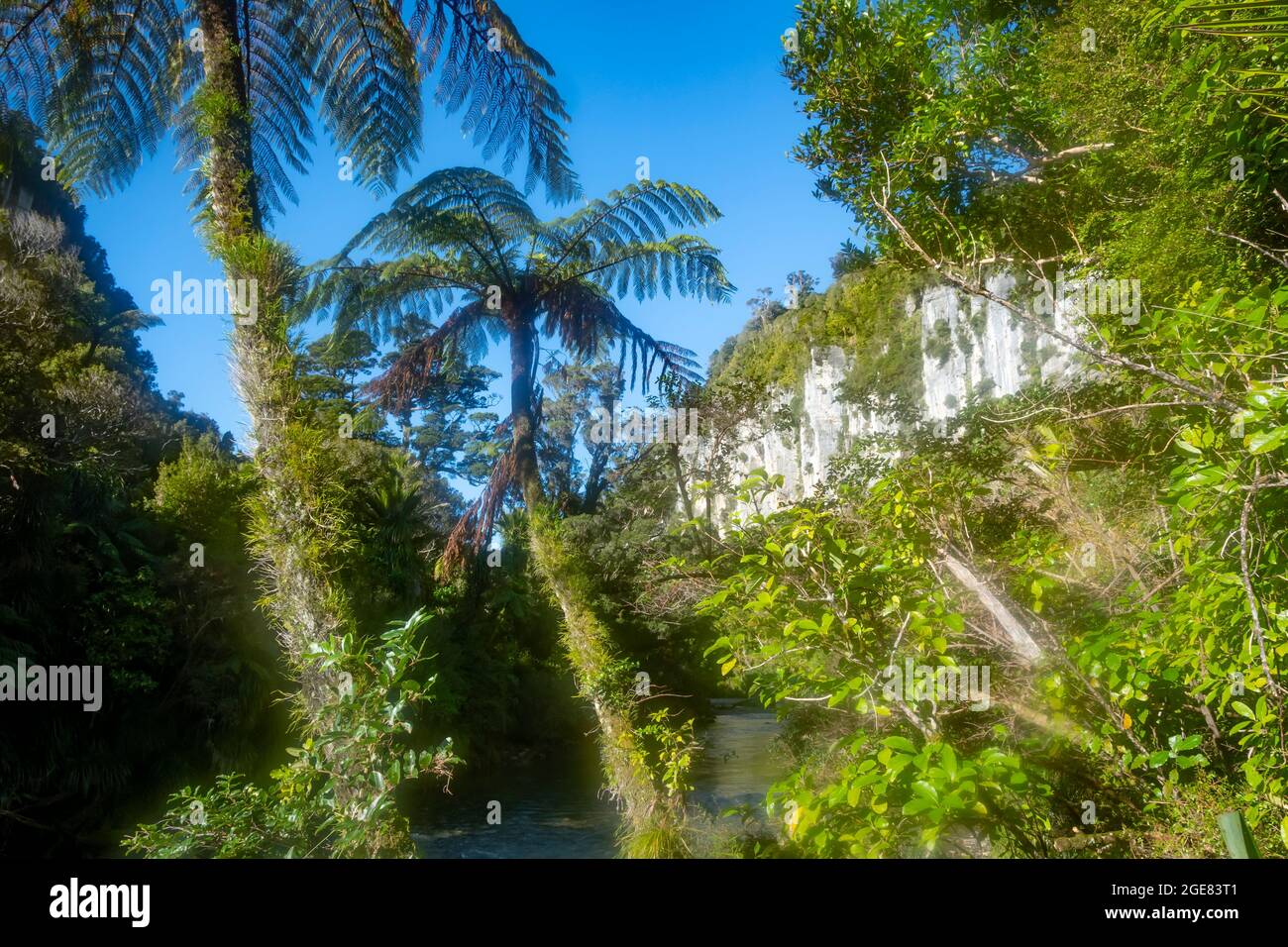 Limestone cliffs beside Pororari River on Paparoa Track, (one of NZ's ...