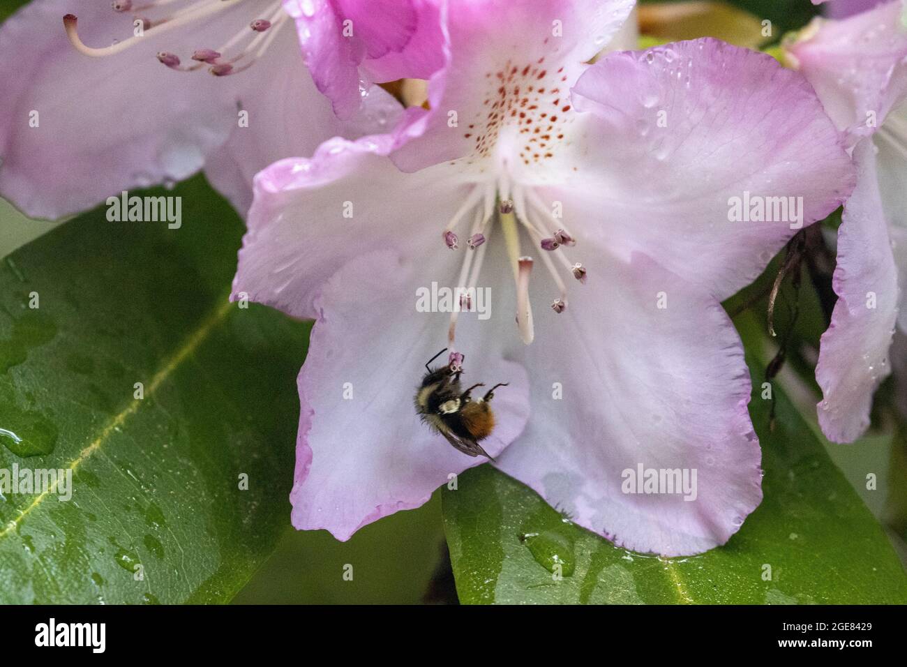 a small fluffy bumble bee landed in a light pink rhododendron flower in ...