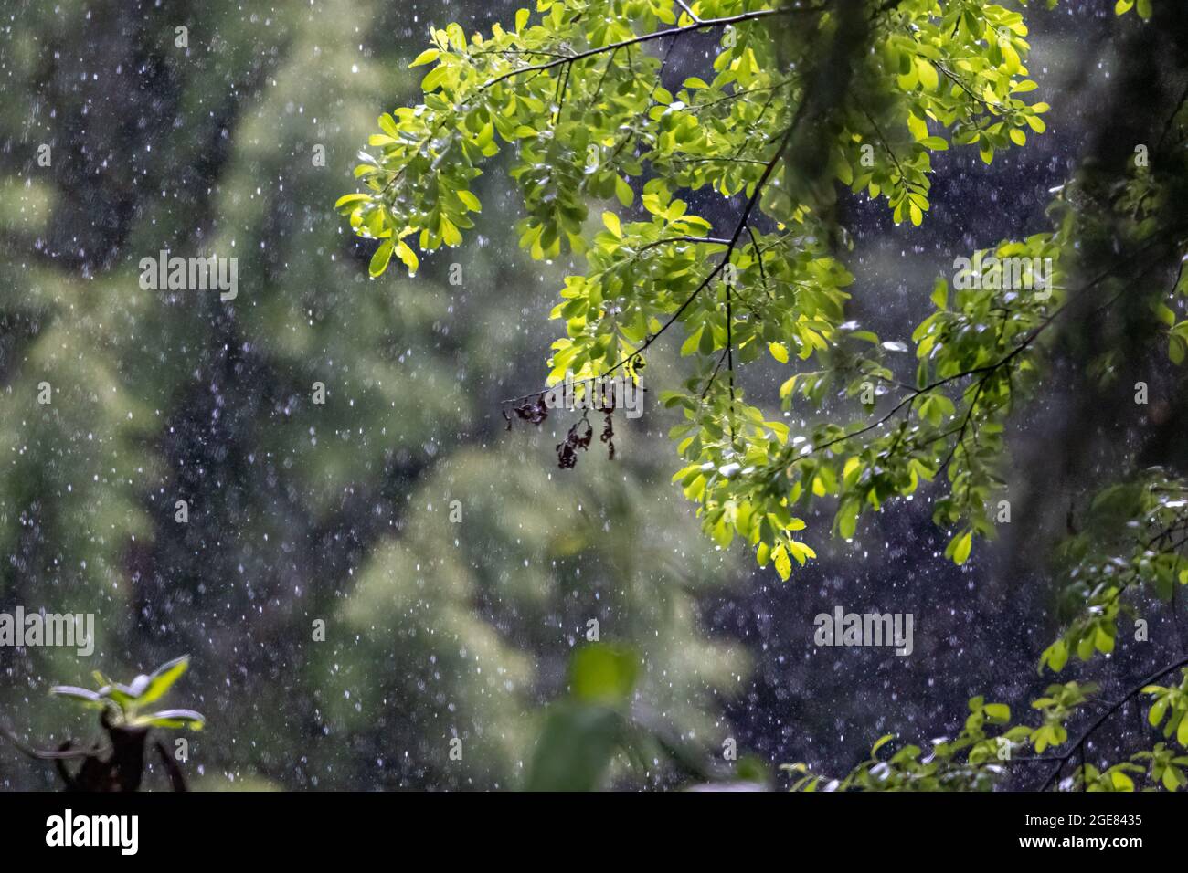 sun shining through sparkling rain drops and vibrant tree branches ...