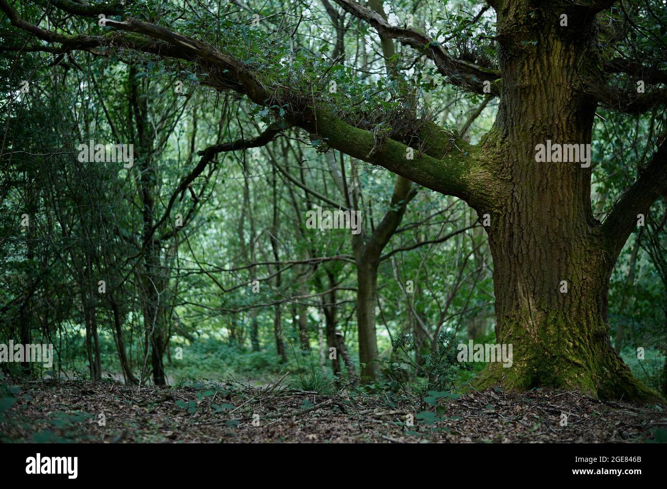 Old tree in english forest hi-res stock photography and images - Alamy