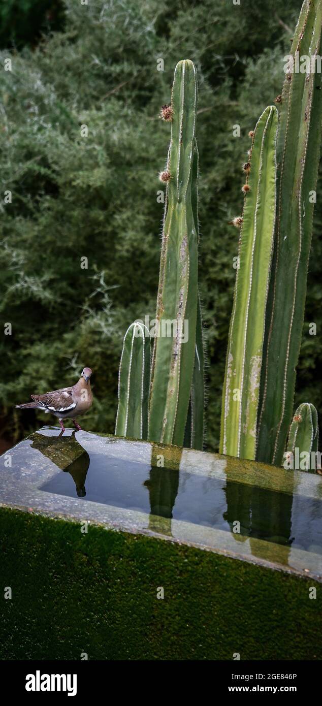 White-winged dove wading in water feature Stock Photo - Alamy