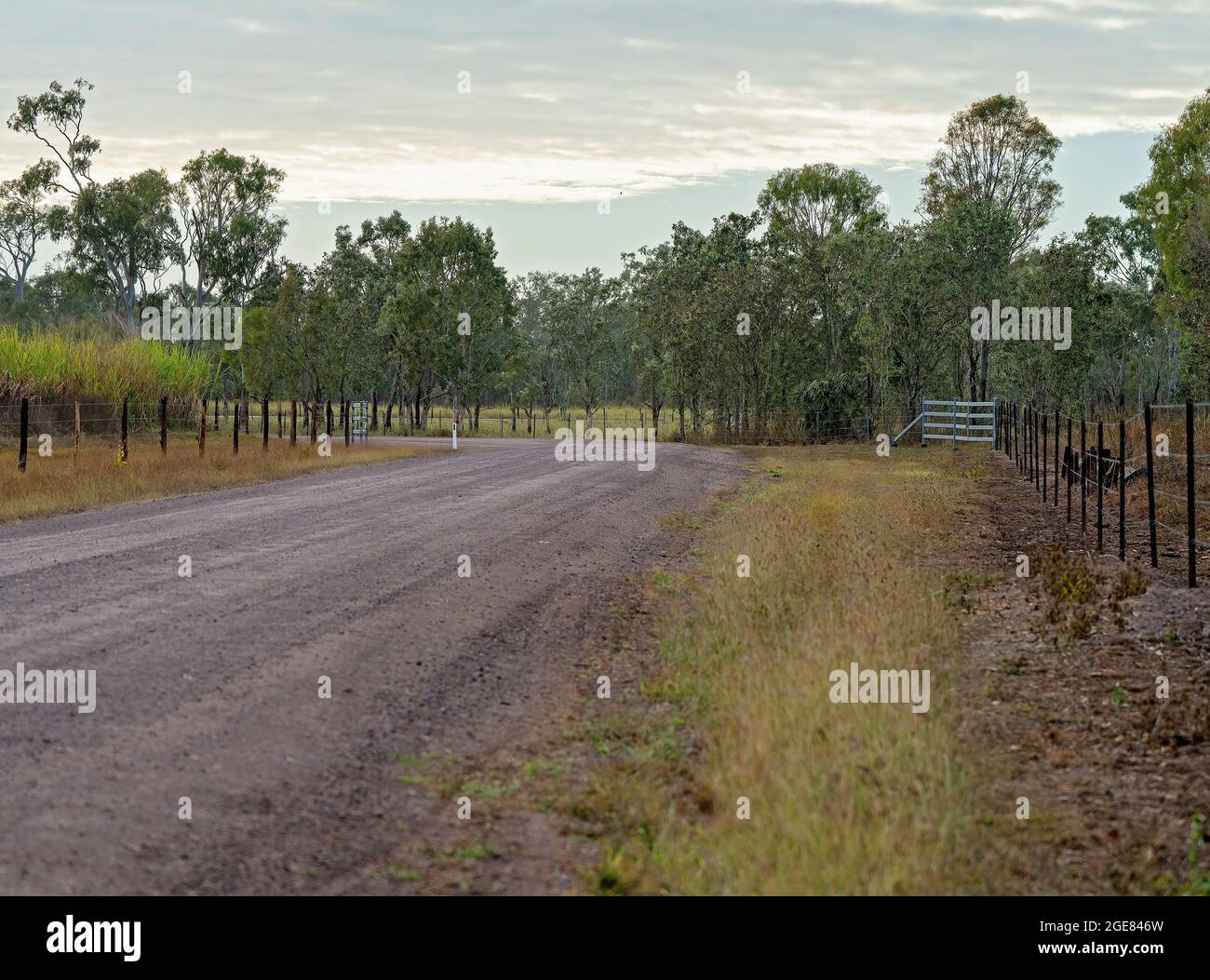 A country dirt road lined with fenced paddocks for grazing cattle and ...