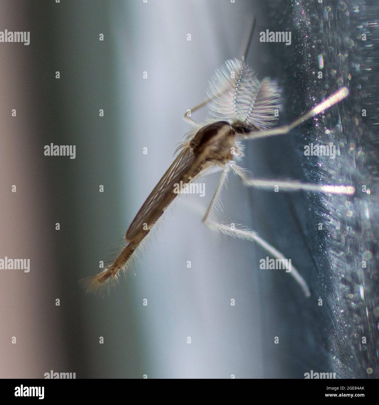 Phantom midge (Chaoborus crystallinus Stock Photo - Alamy