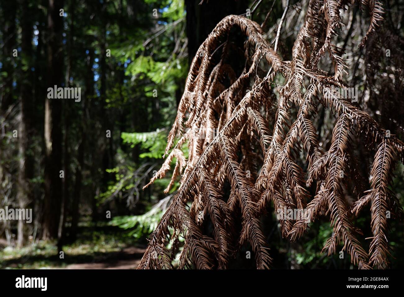 Dried rye in the forest Stock Photo - Alamy