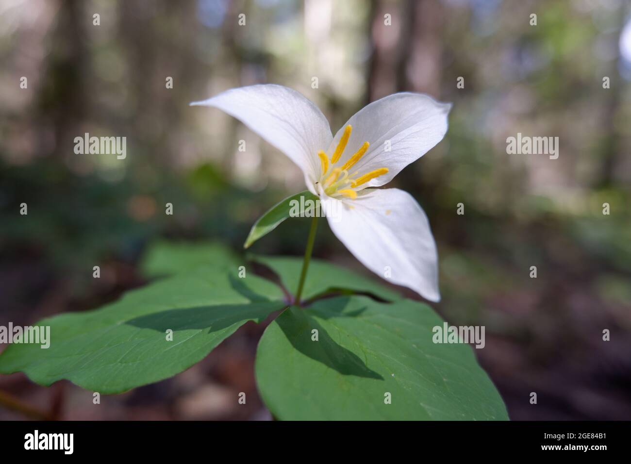 Birthroot hi-res stock photography and images - Alamy