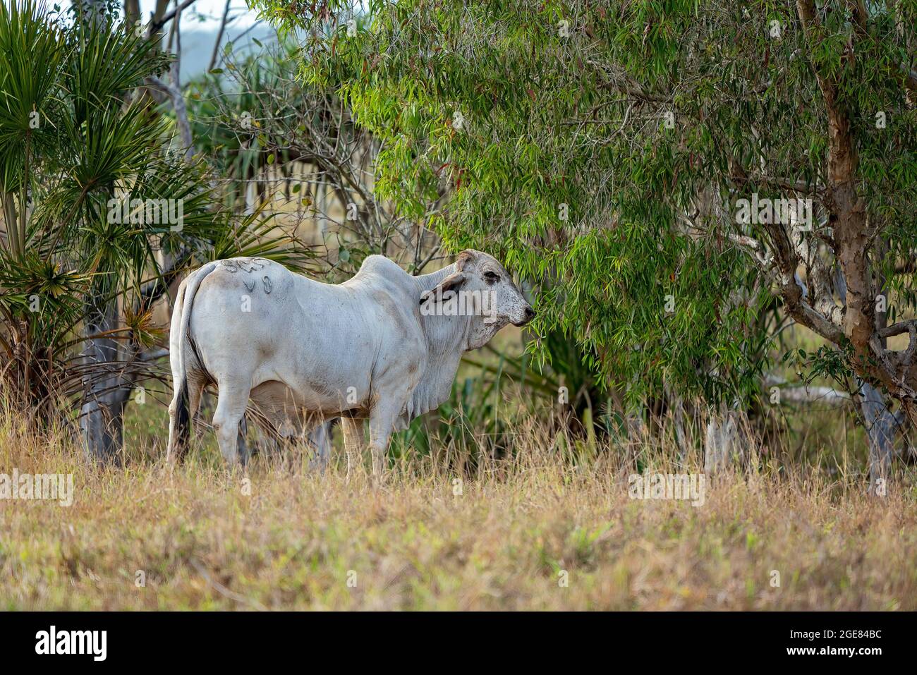 A bull standing amongst bushland in a paddock in the country Stock ...