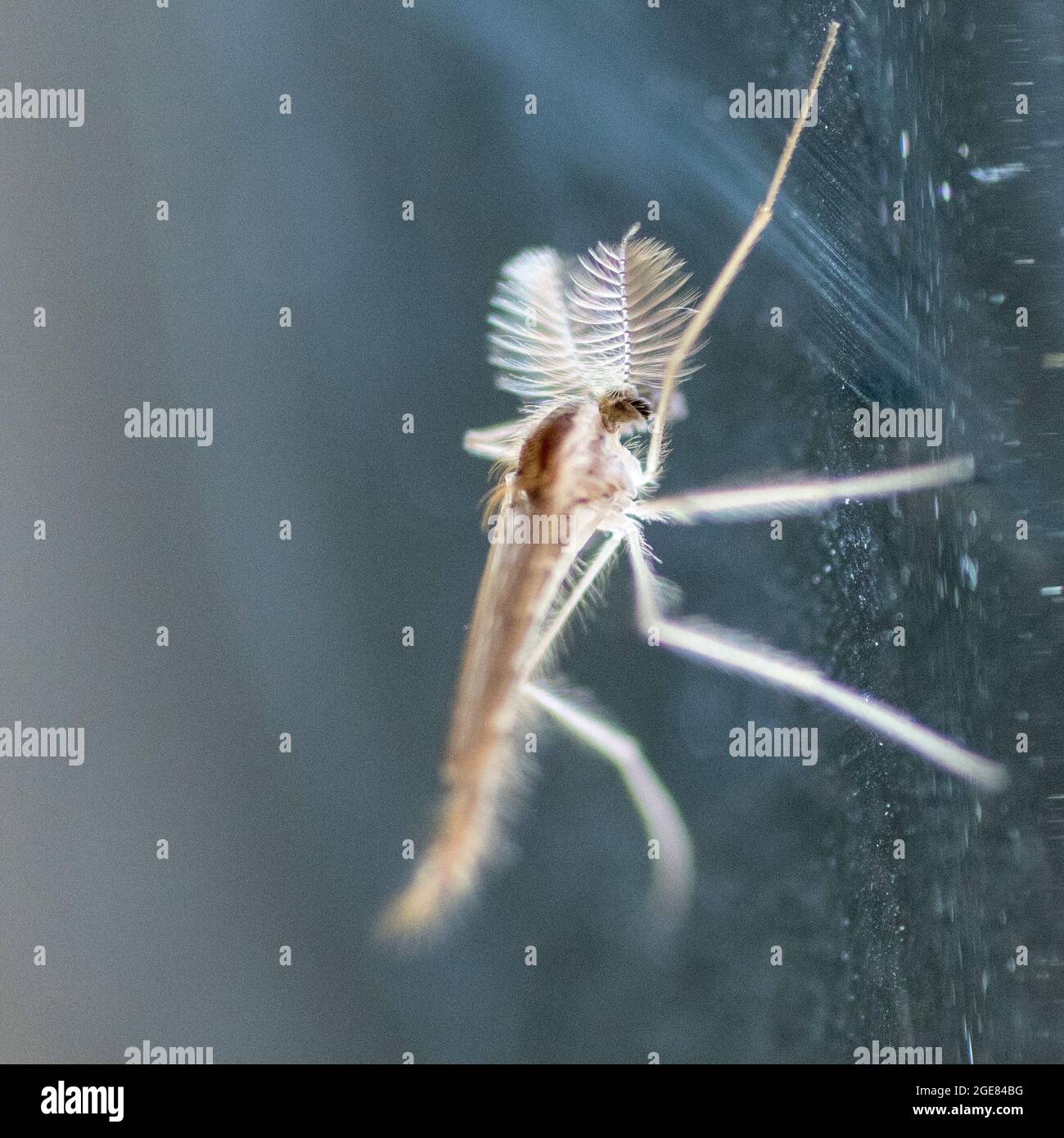 Phantom midge hi-res stock photography and images - Alamy
