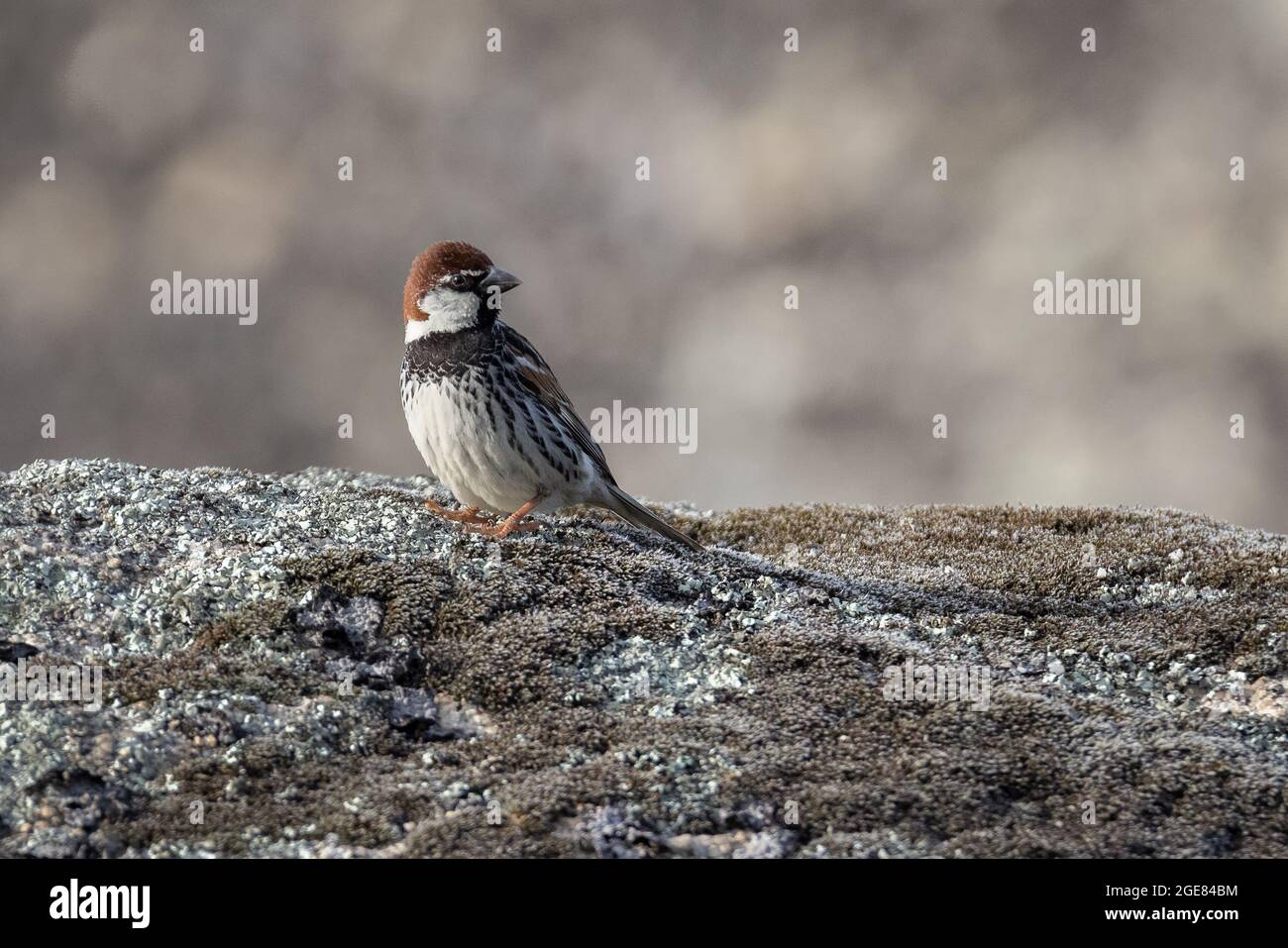 Spanish sparrow or willow sparrow (Passer hispaniolensis Stock Photo ...