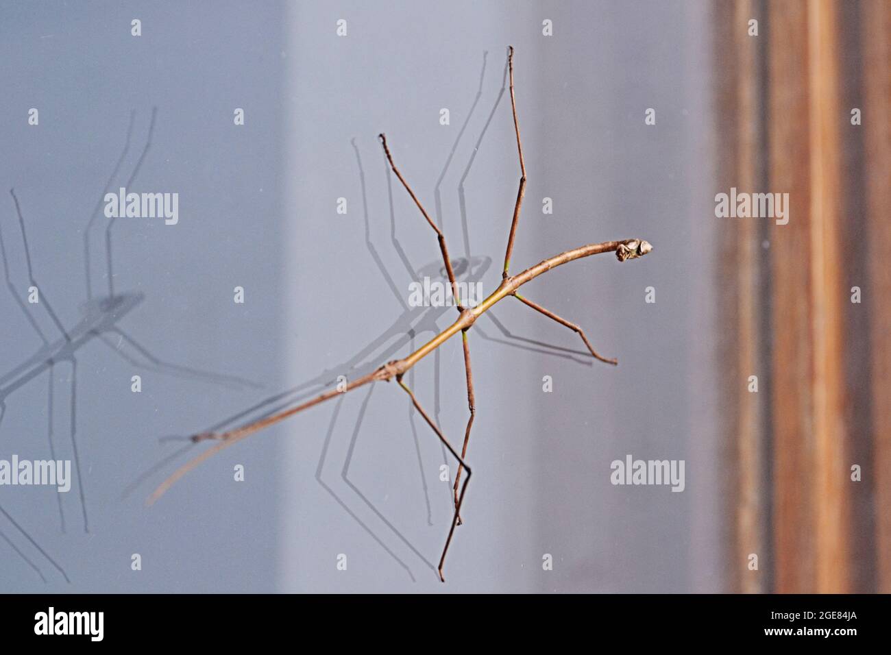 Mantis stick hi-res stock photography and images - Alamy