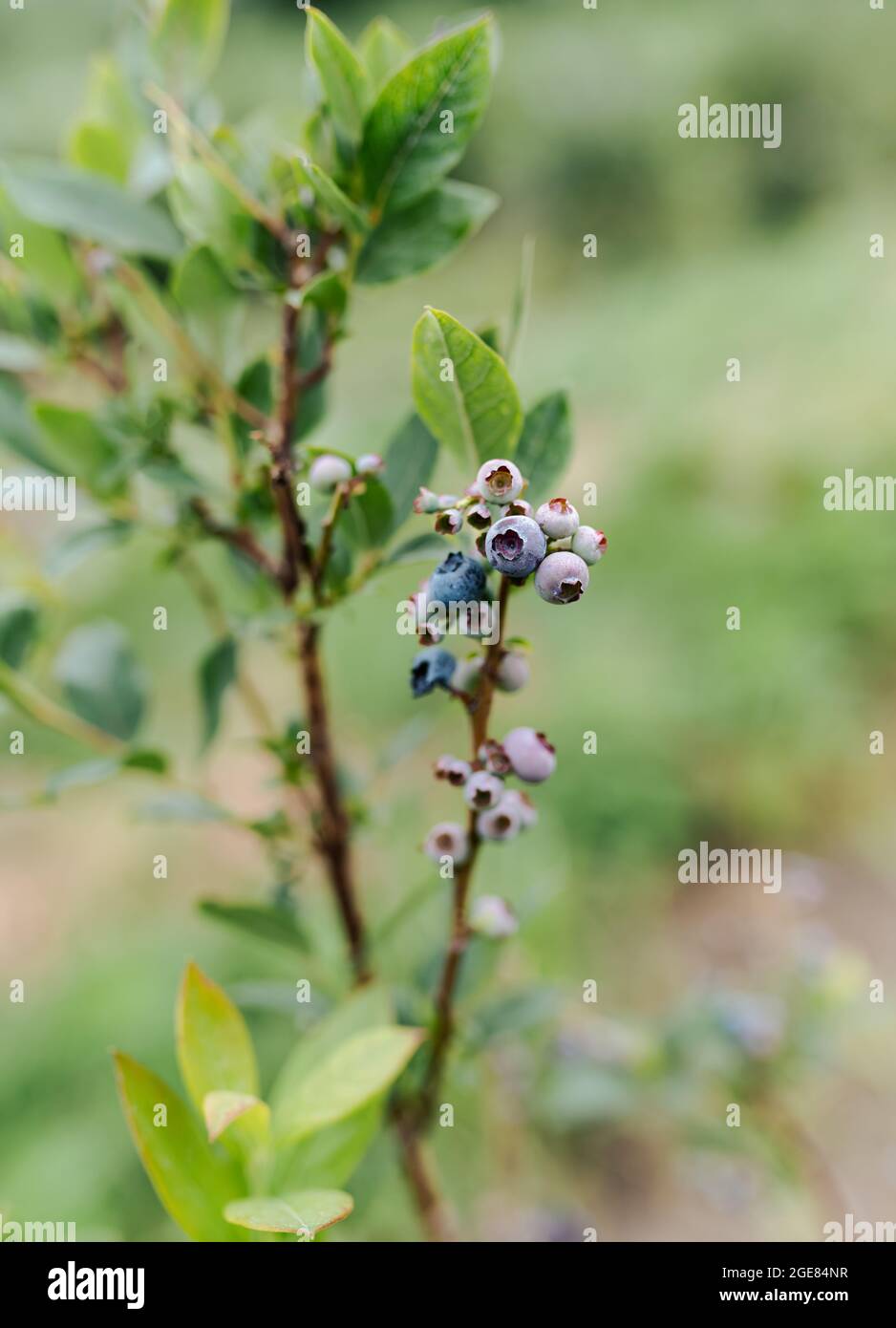 Cluster of blueberries growing on a young bush in a garden Stock Photo ...