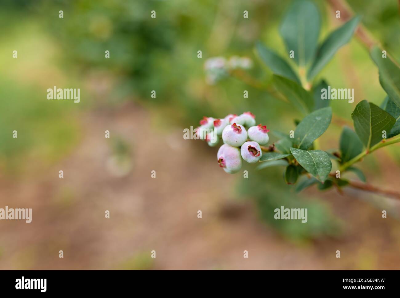 Cluster of blueberries growing on a young bush in a garden Stock Photo ...