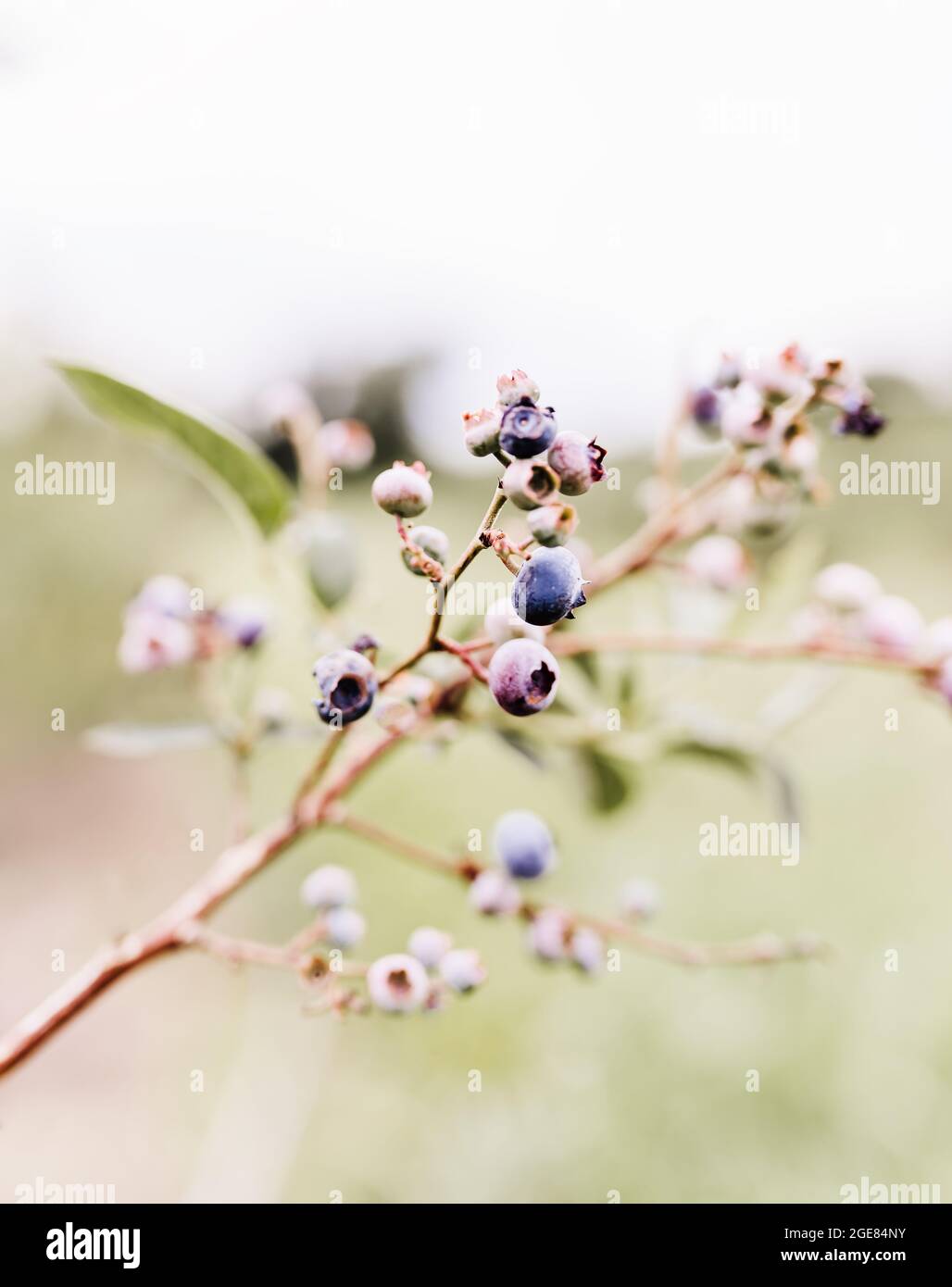 Cluster of blueberries growing on a young bush in a garden Stock Photo ...