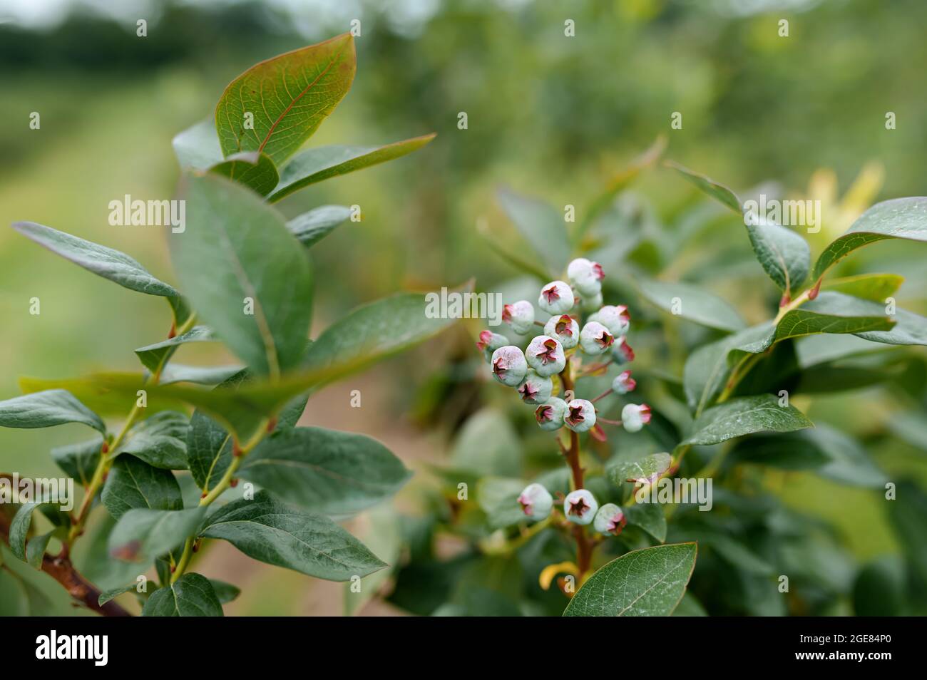 Cluster of blueberries growing on a young bush in a garden Stock Photo ...