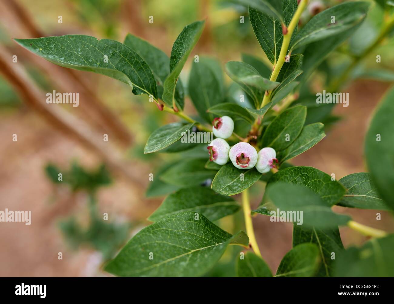 Cluster of blueberries growing on a young bush in a garden Stock Photo ...
