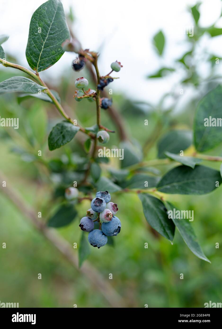 Cluster of blueberries growing on a young bush in a garden Stock Photo ...