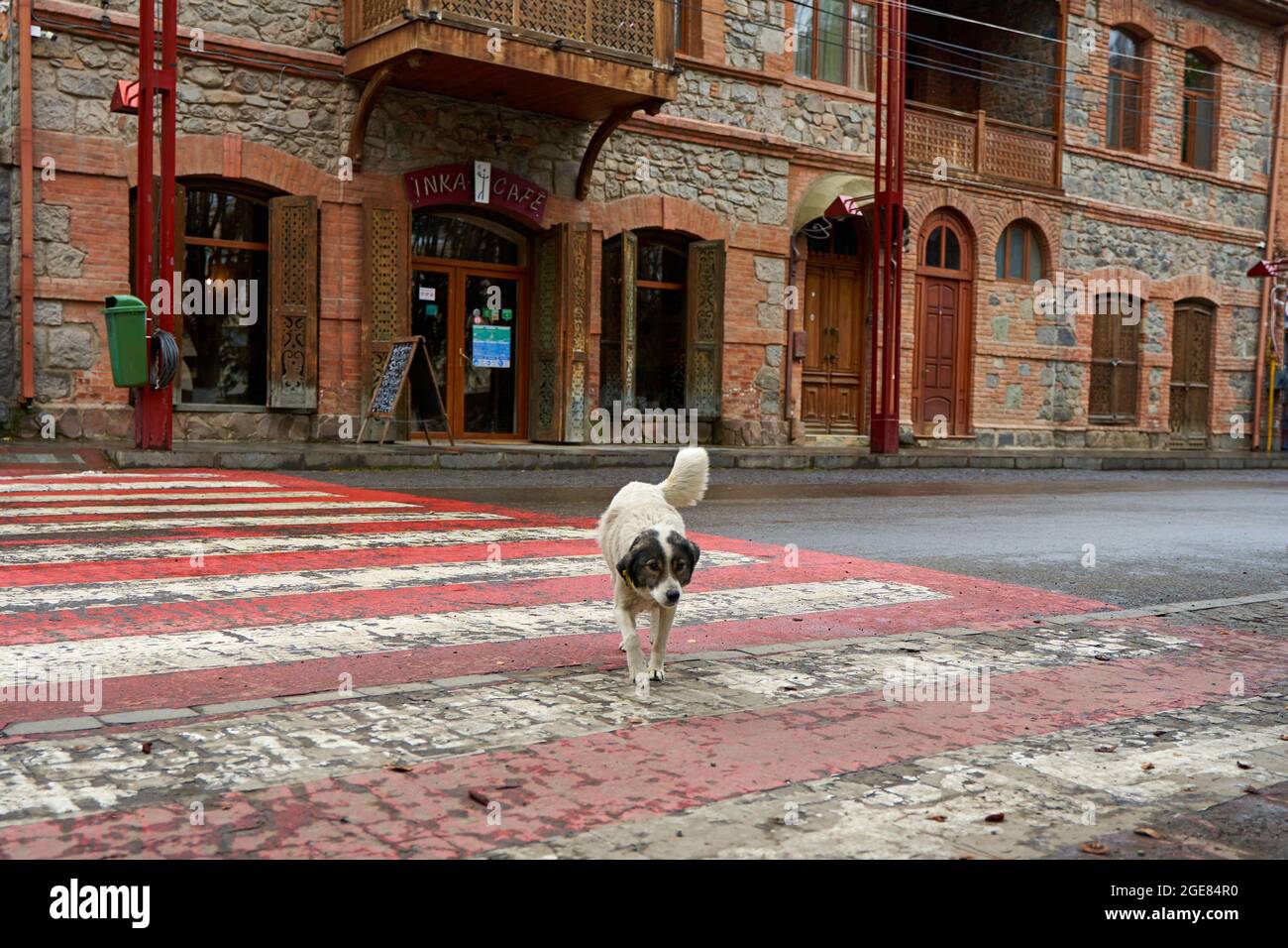 Chipped stray dogs on a city street Stock Photo - Alamy
