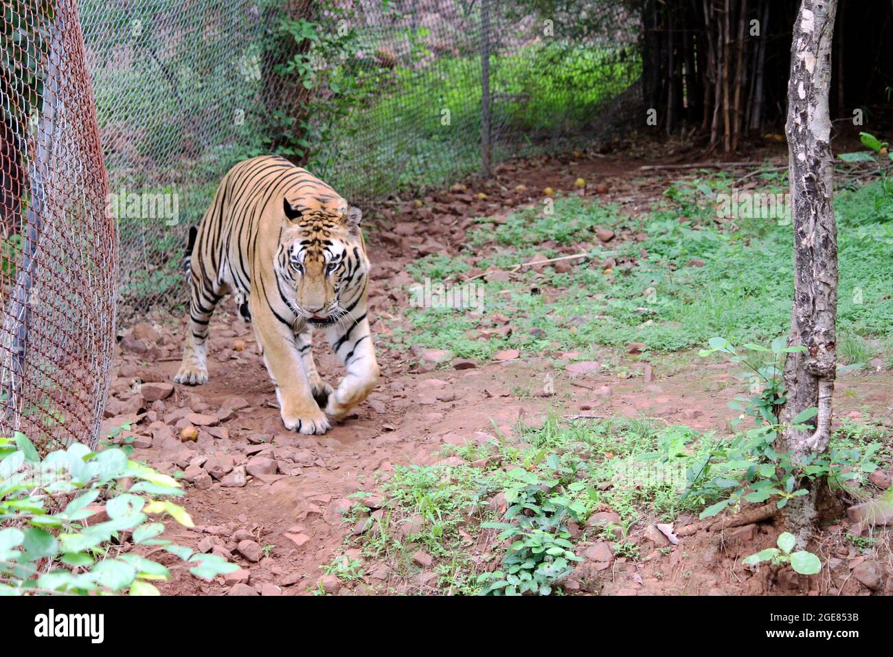 Striped tiger inside a cage in the zoo Stock Photo - Alamy