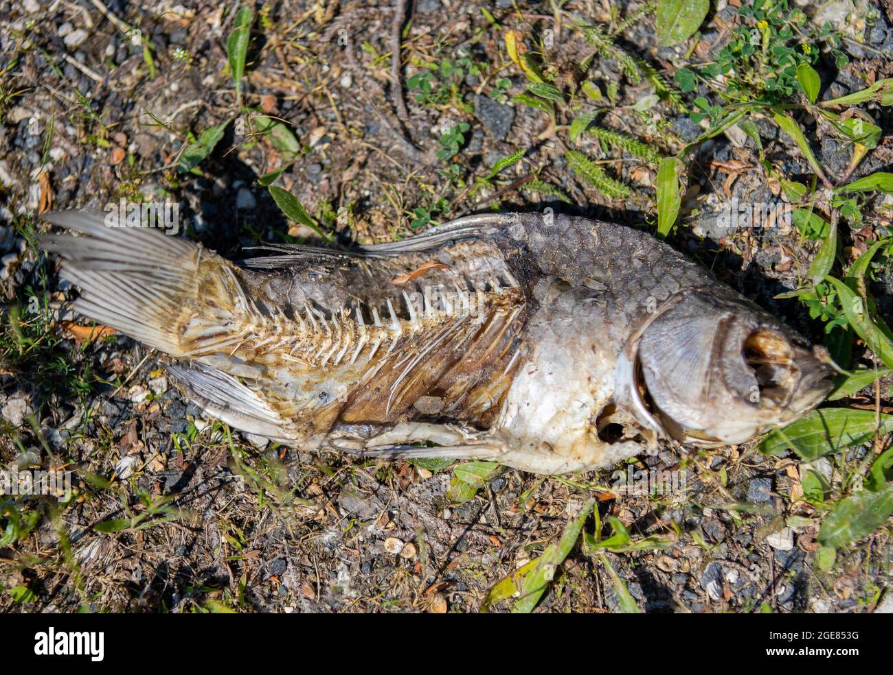 Closeup shot of a half-eaten fish on a ground Stock Photo - Alamy
